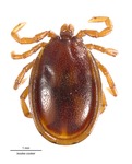 Ticks for Science!