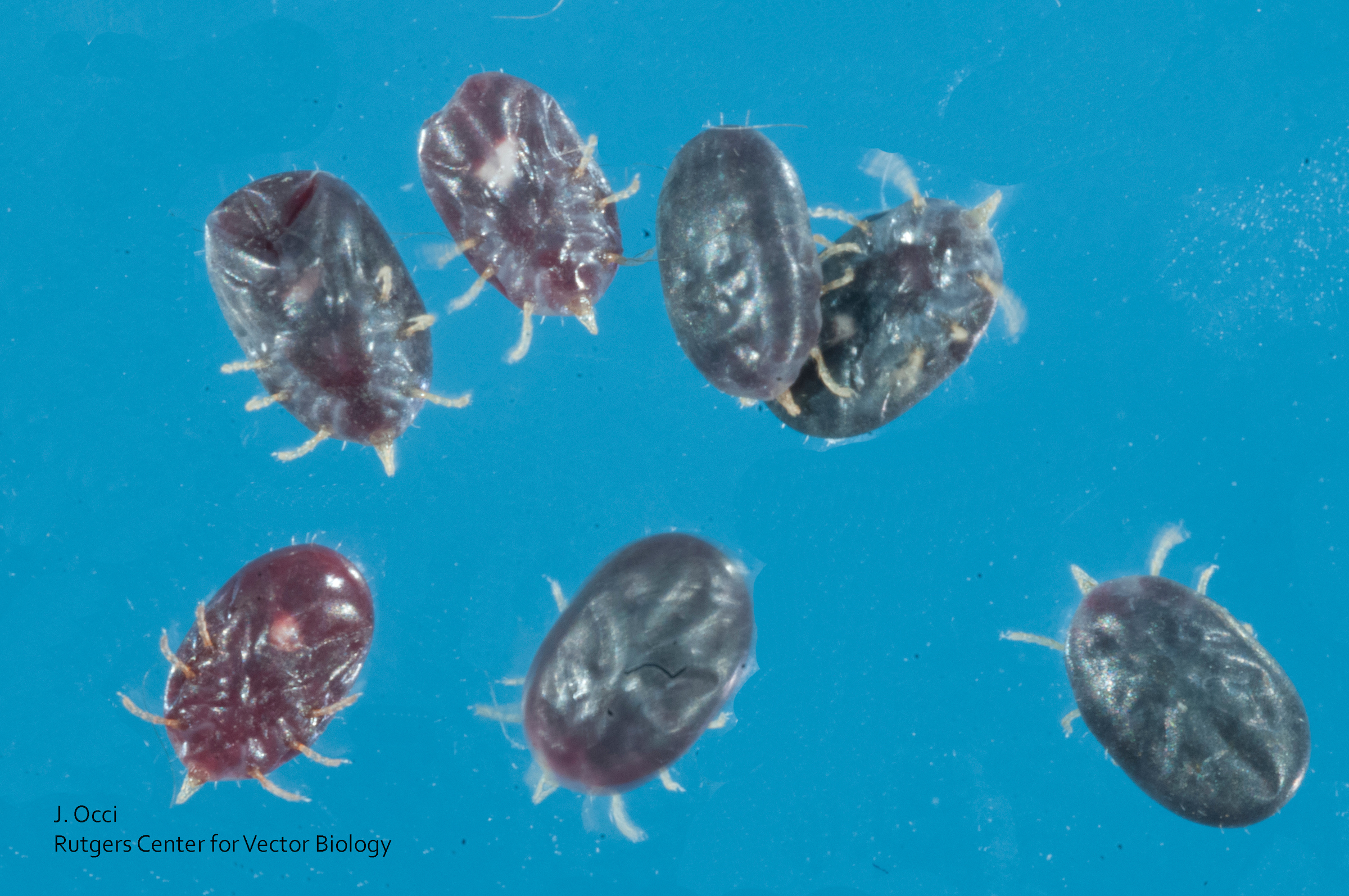 Ticks for Science!