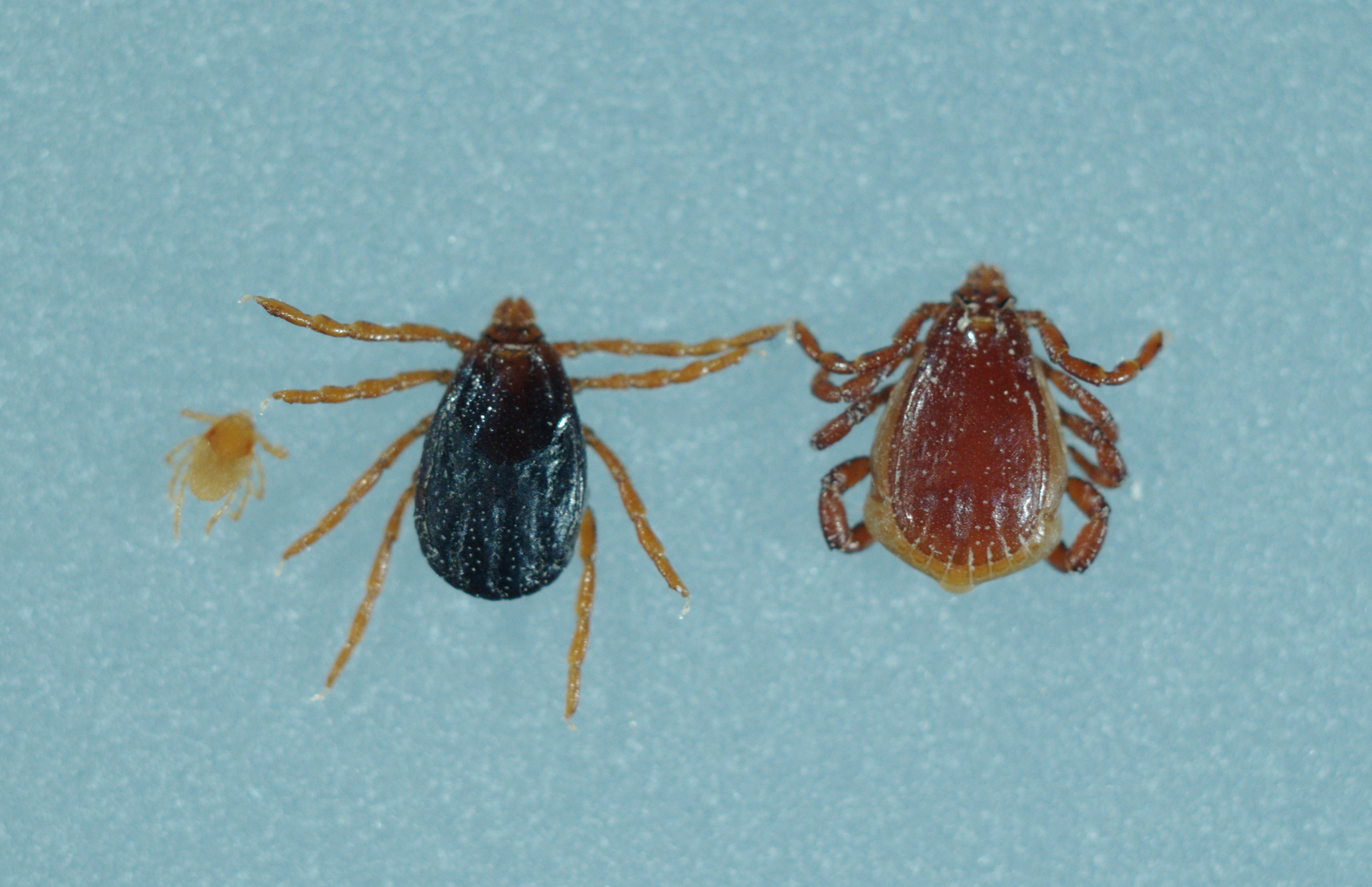Ticks for Science!