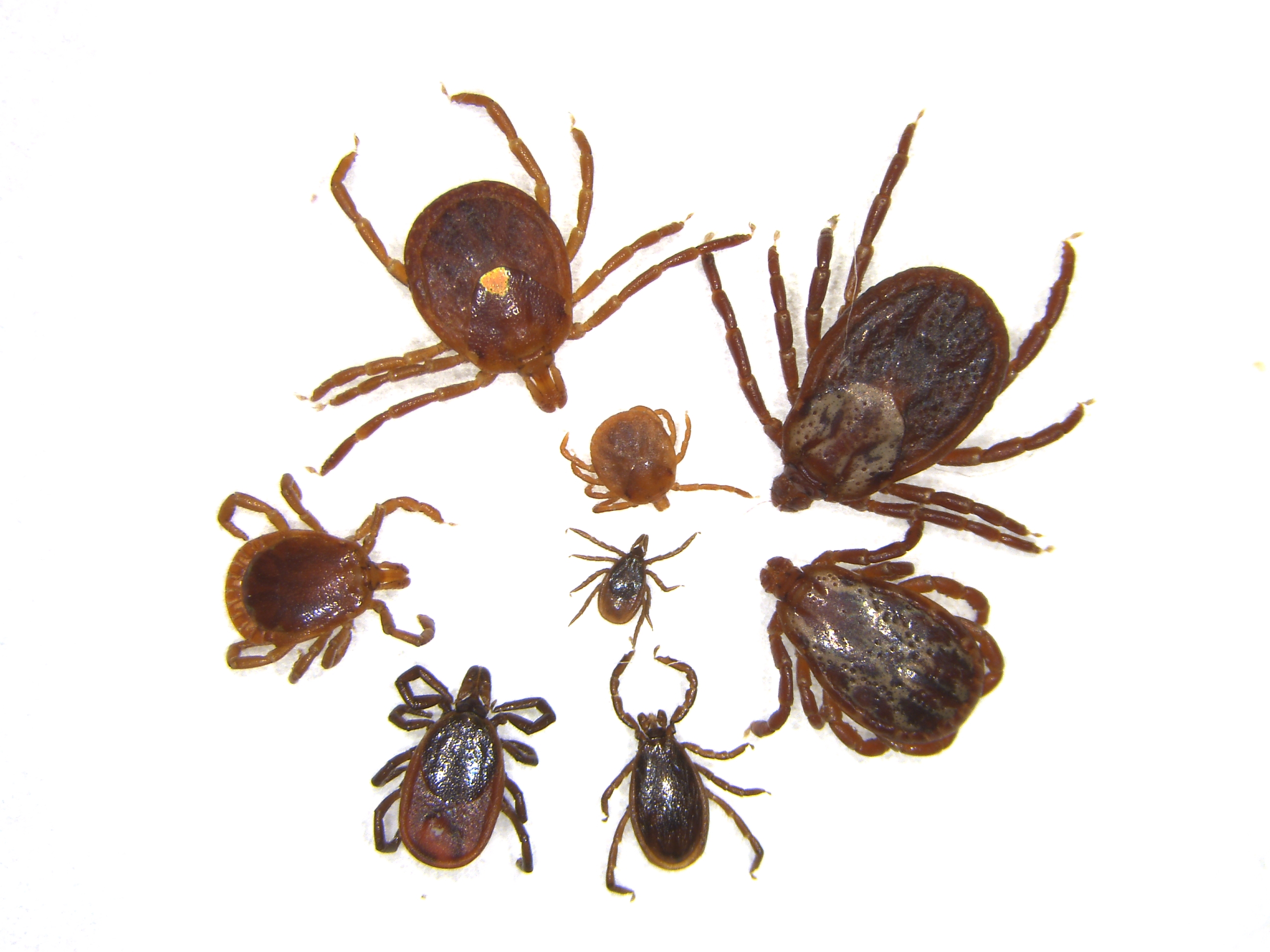 Ticks for Science!