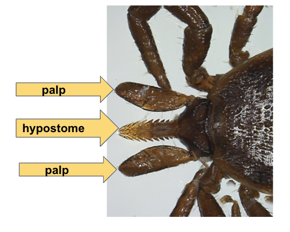 Hi guys, found this on our sofa, doesn’t look like a bed bug? : r ...